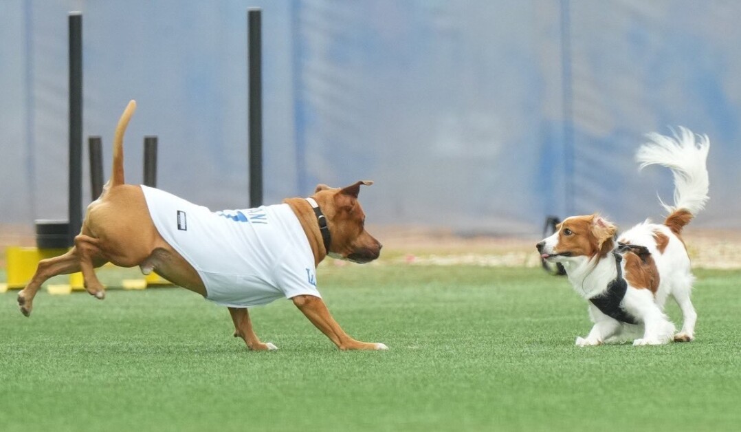 Watch: Decoy Plays With Yoshinobu Yamamoto's Dog After Dodgers Spring ...